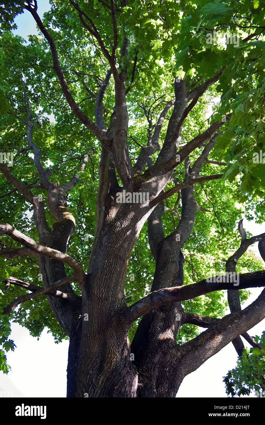Big maple tree over sky Stock Photo - Alamy