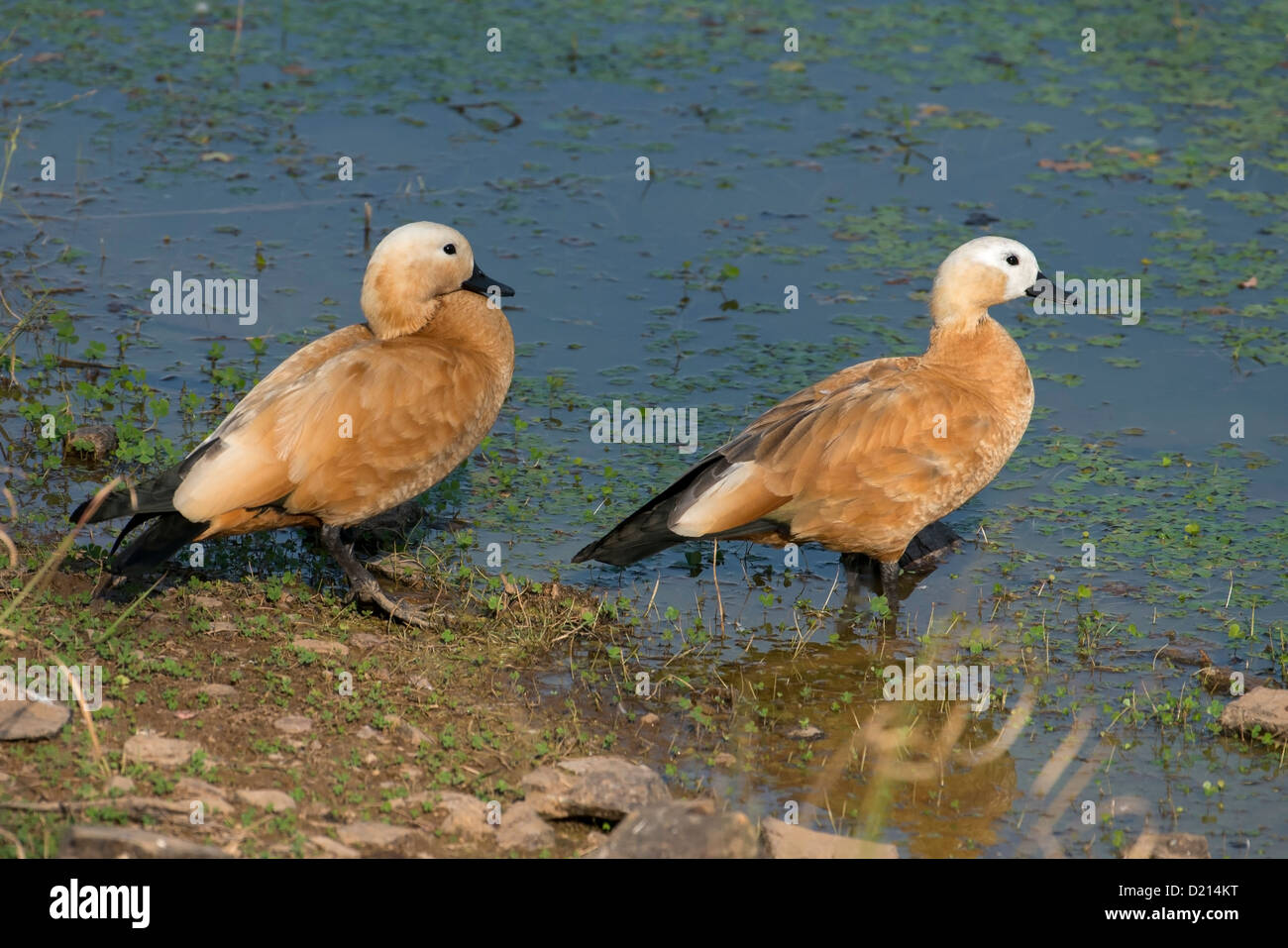 Shellducks hi-res stock photography and images - Alamy