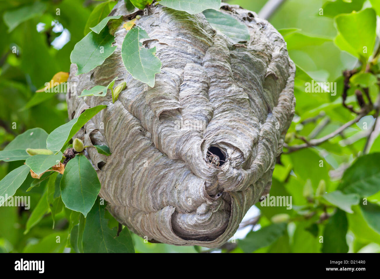 Flying wasps hi-res stock photography and images - Alamy