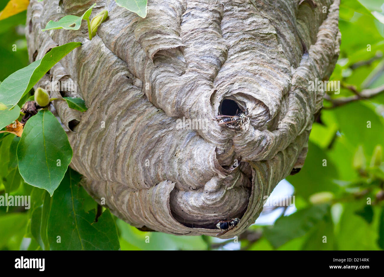 A wasp nest hangs from a tree branch with wasps flying around it Stock ...