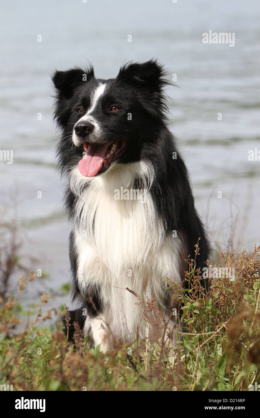 When Are Border Collies Adults