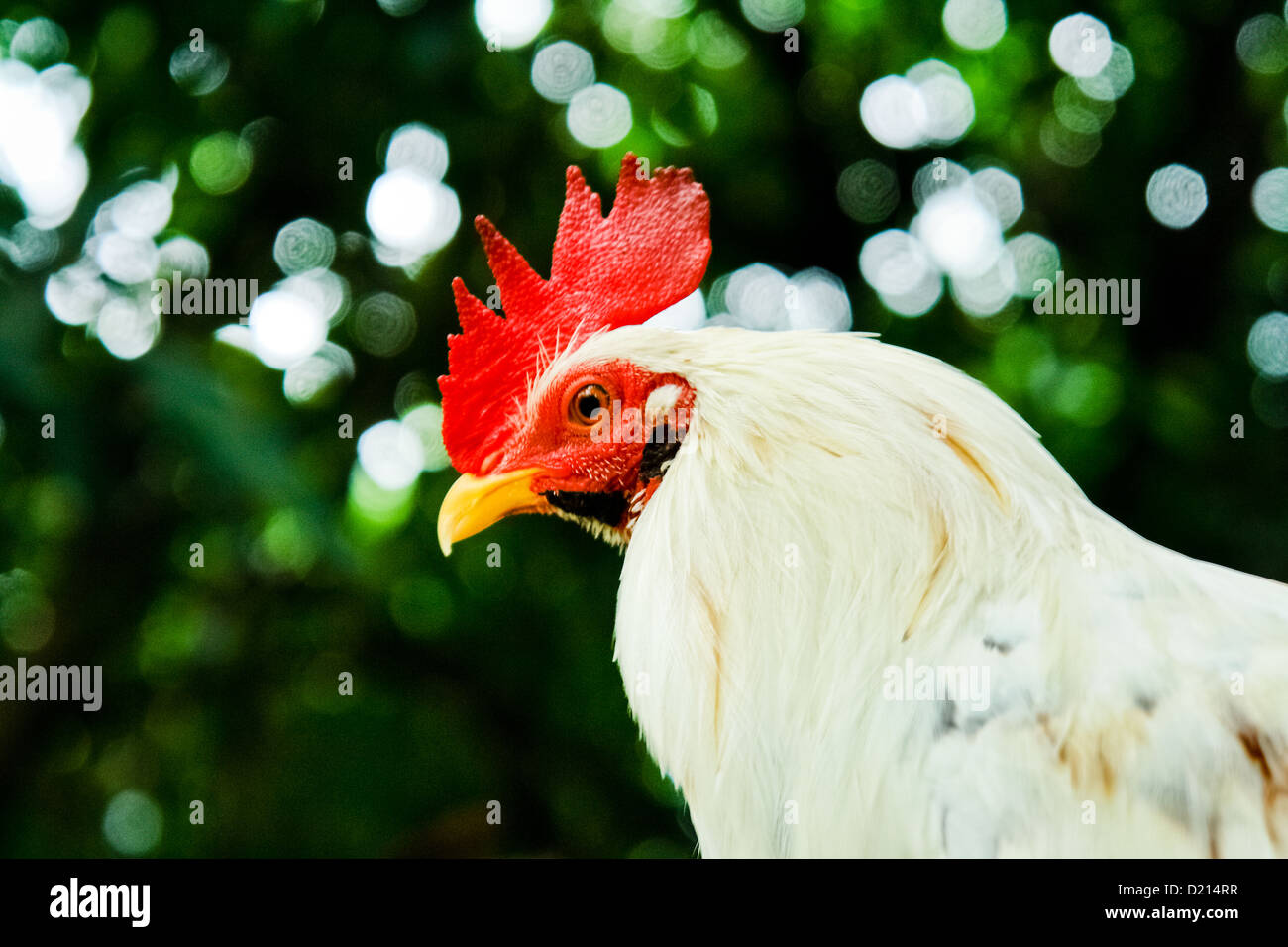 A young cockfighting rooster with uncut comb and wattle seen in the ...