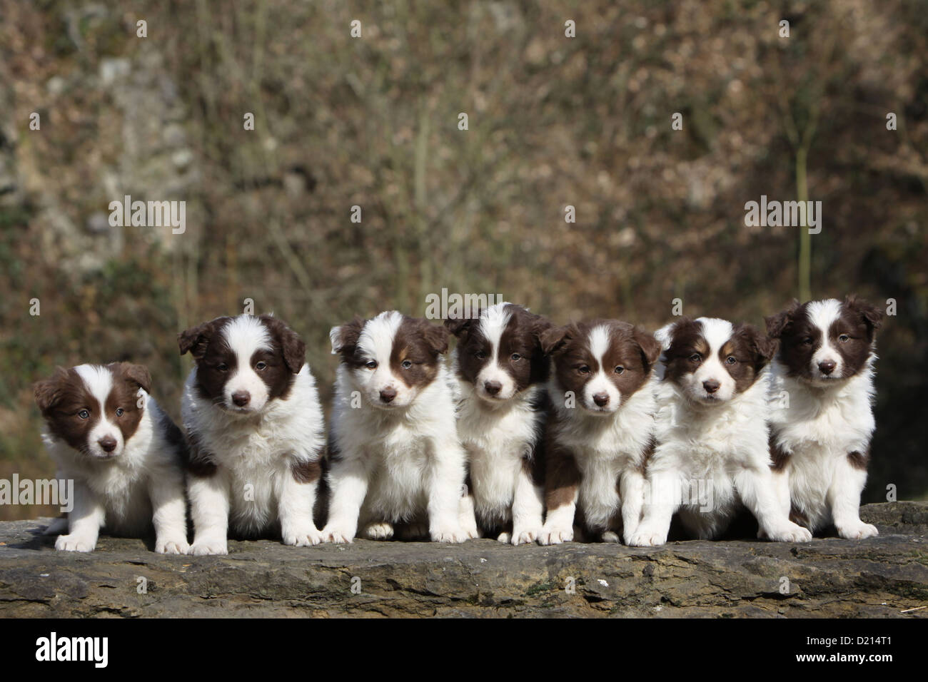 Dog Border Collie seven puppies sitting on a rock / group Stock Photo ...