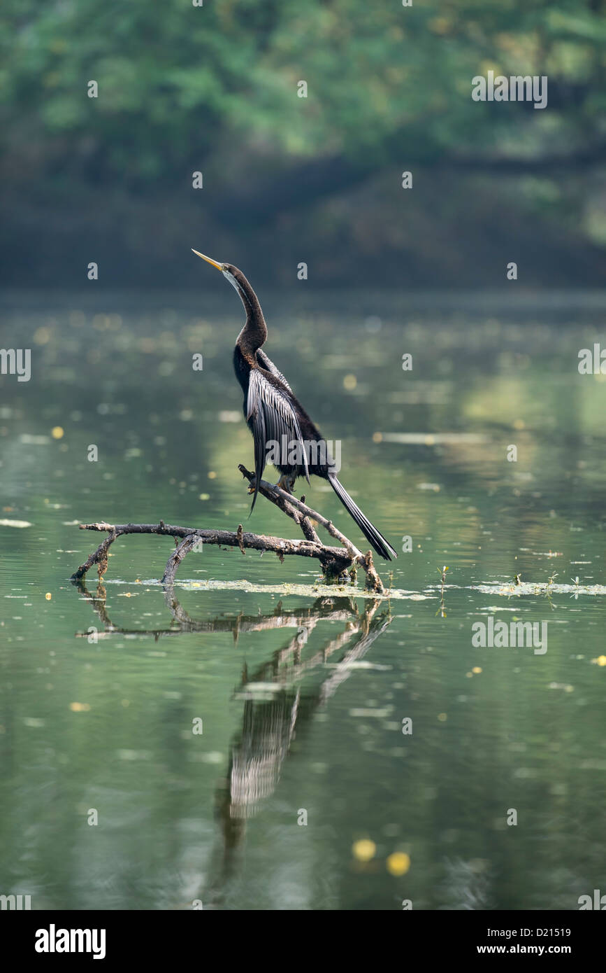 Indian darter snake bird hi-res stock photography and images - Alamy