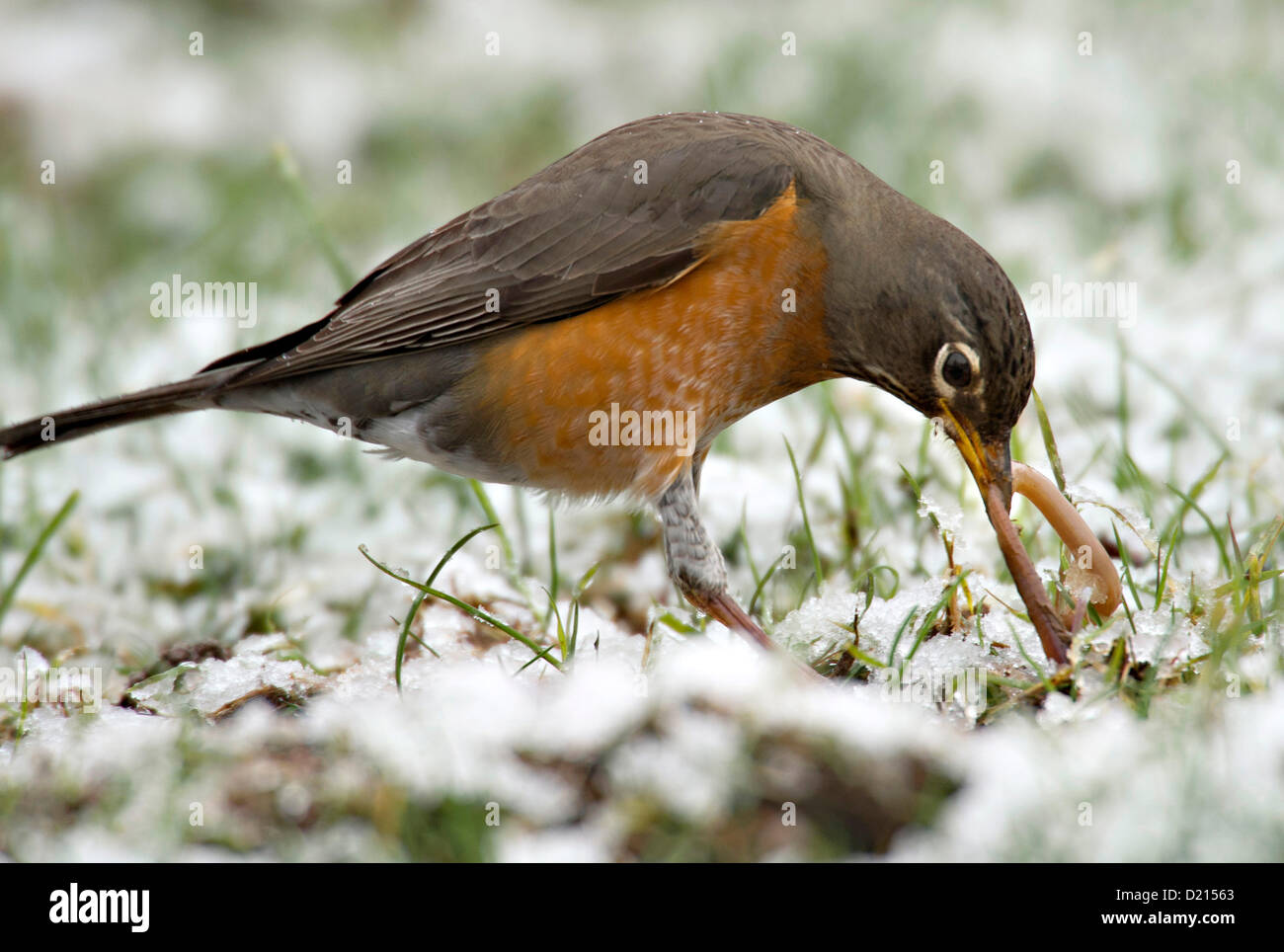 American robins worm hi-res stock photography and images - Alamy
