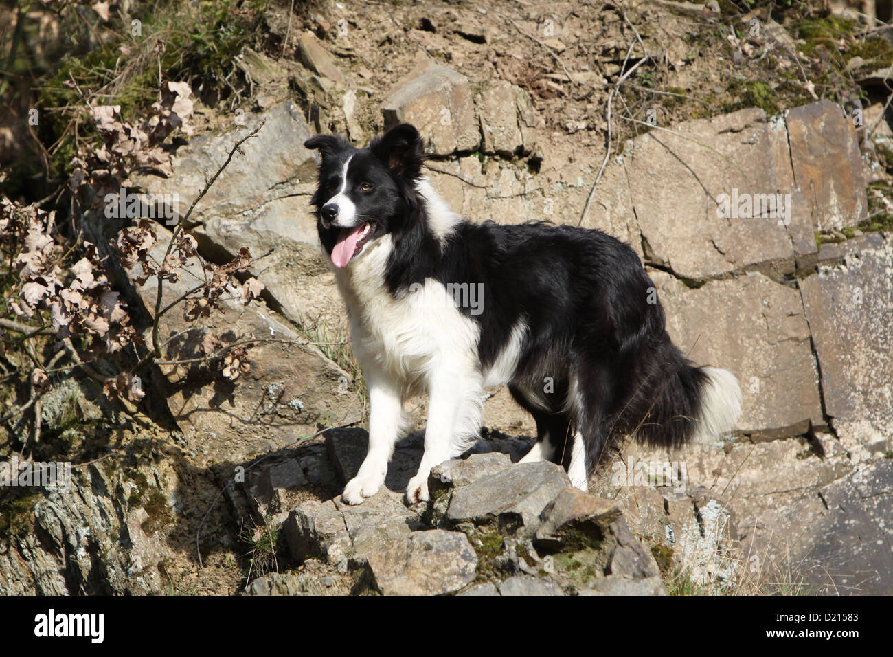 Dog Border Collie adult black and white standing on a rock Stock Photo ...