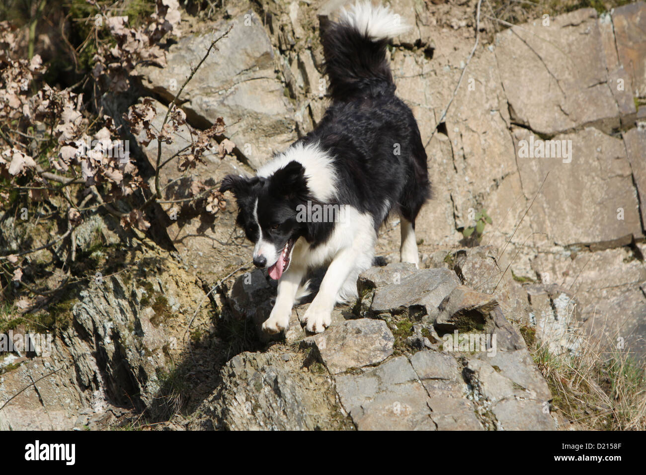 Dog Border Collie adult black and white running on a rock Stock Photo ...