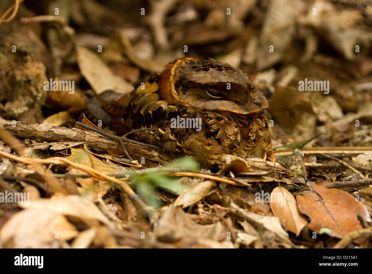 Collared Nightjar, Caprimulgus enarratus on the rainforest floor Stock Photo - Alamy