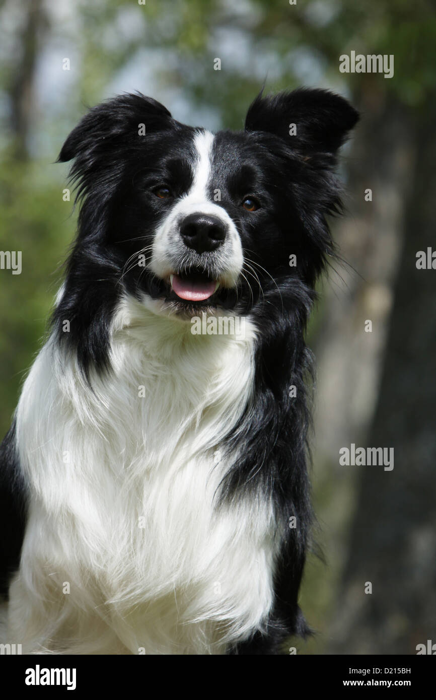Dog Border Collie adult black and white portrait Stock Photo - Alamy