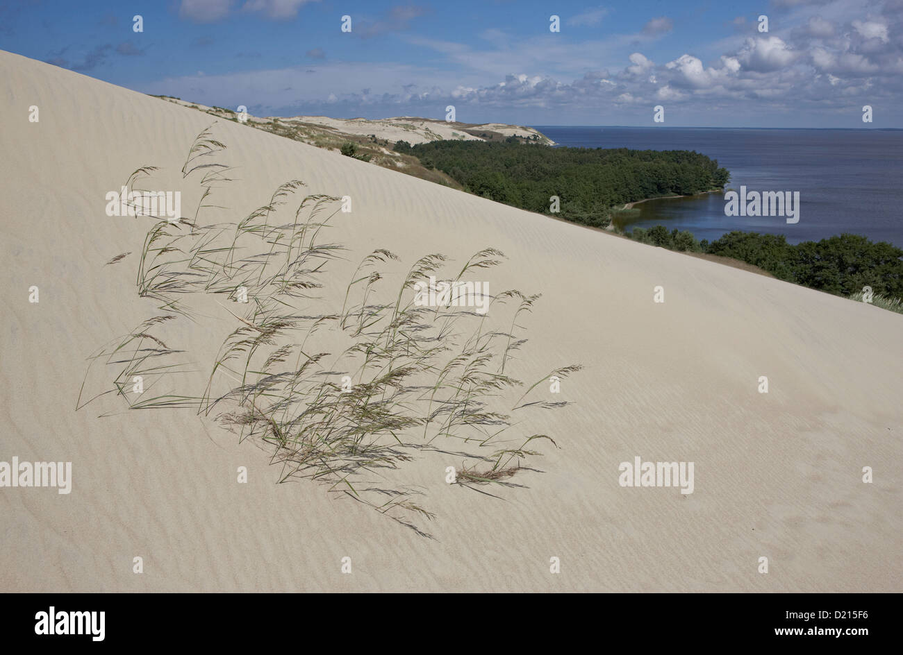 Grass on a wandering dune, Curonian Lagoon North of Pervalka, Curonian ...