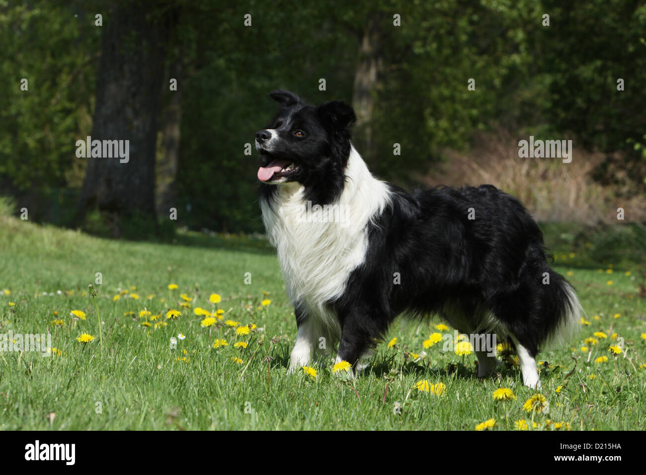 Dog Border Collie adult black and white standard profile Stock Photo ...