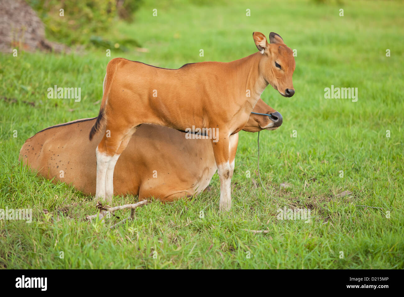 Calf cow mother hi-res stock photography and images - Alamy