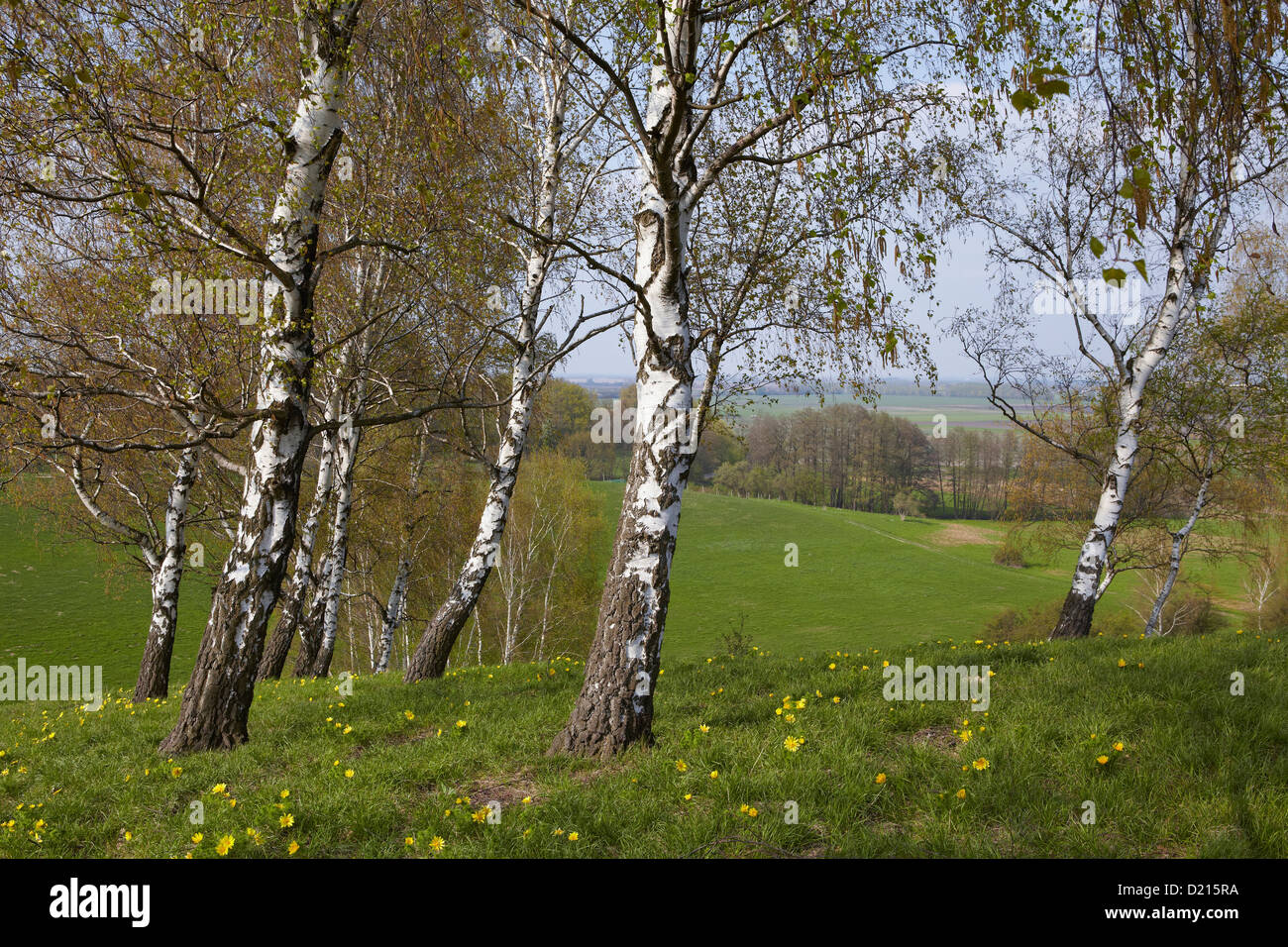 Adonis flowers hi-res stock photography and images - Alamy