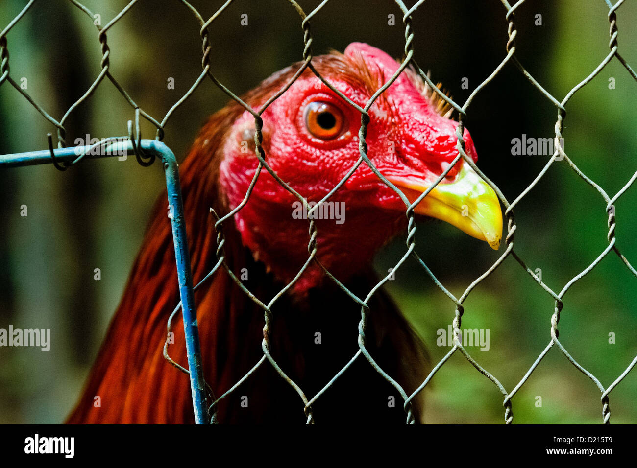 A cockfighting rooster seen in a cage in the breeding station in Cucuta ...