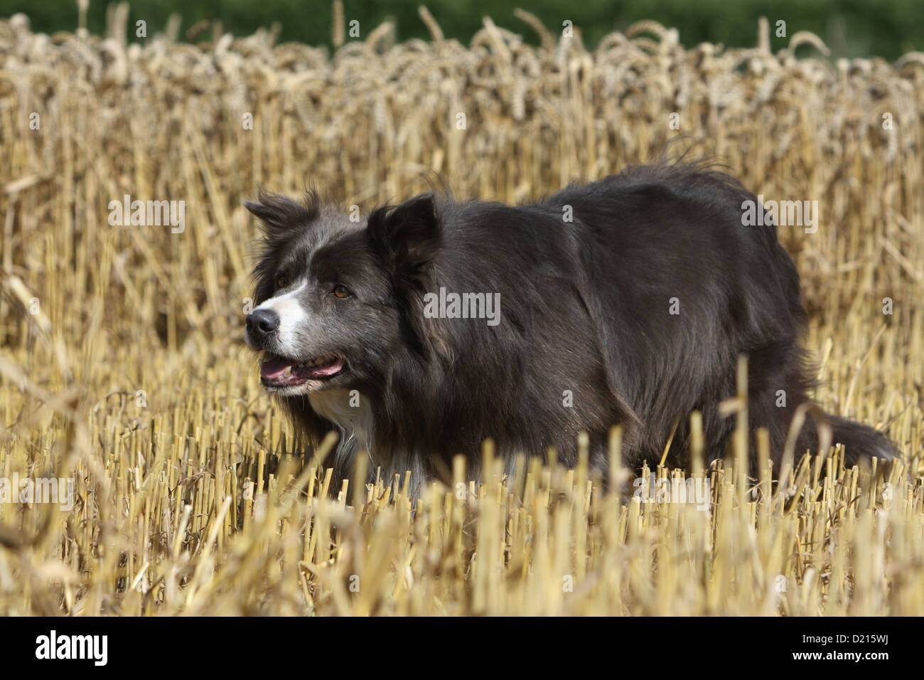 Dog Border Collie adult Stock Photo - Alamy