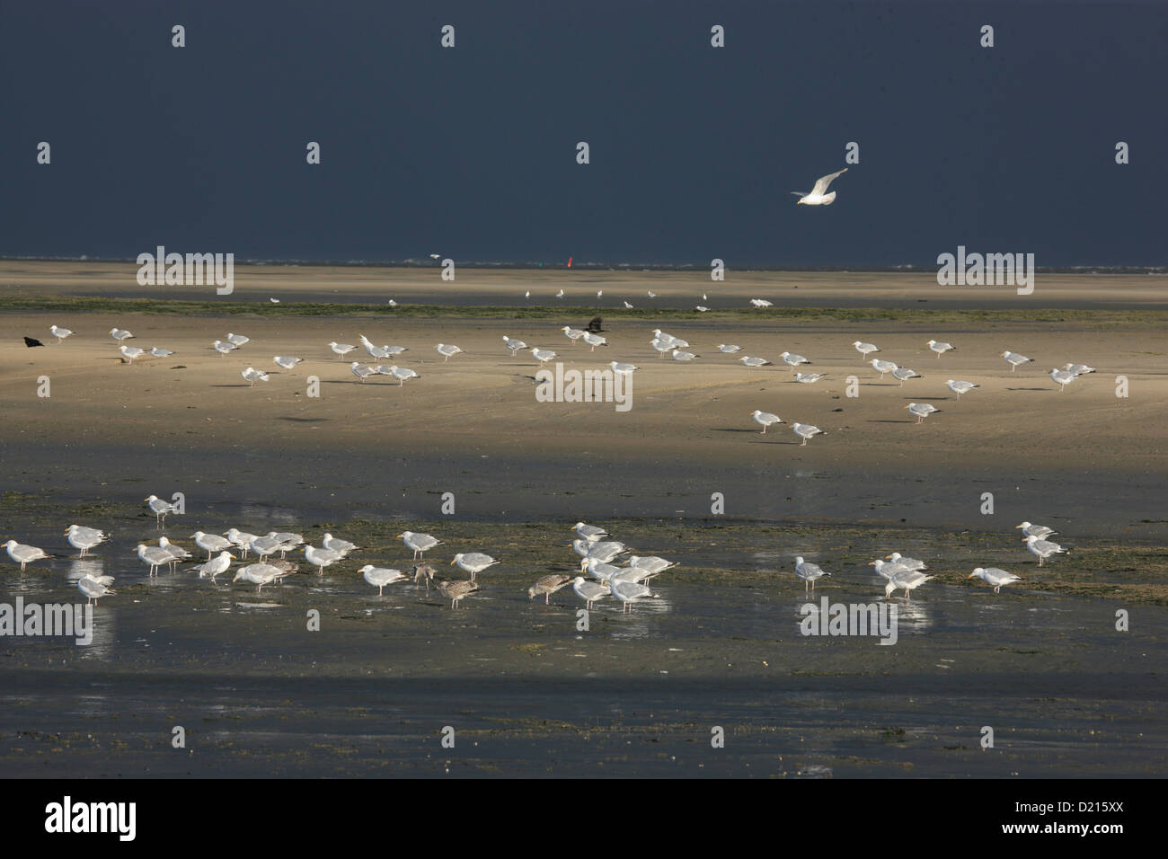 Seagulls on the beach, Spiekeroog Island, Lower Saxon Wadden Sea ...