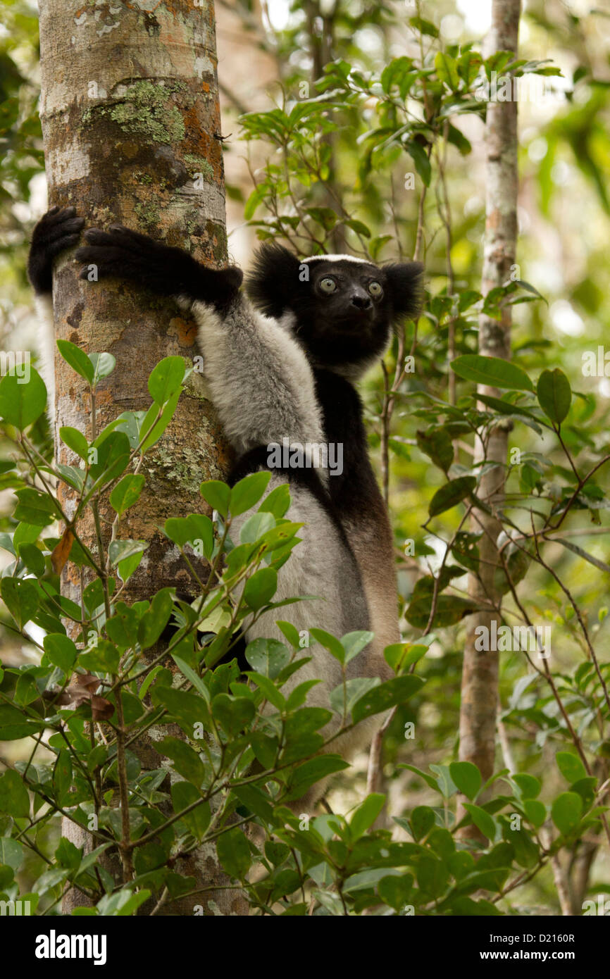Indri hi-res stock photography and images - Alamy