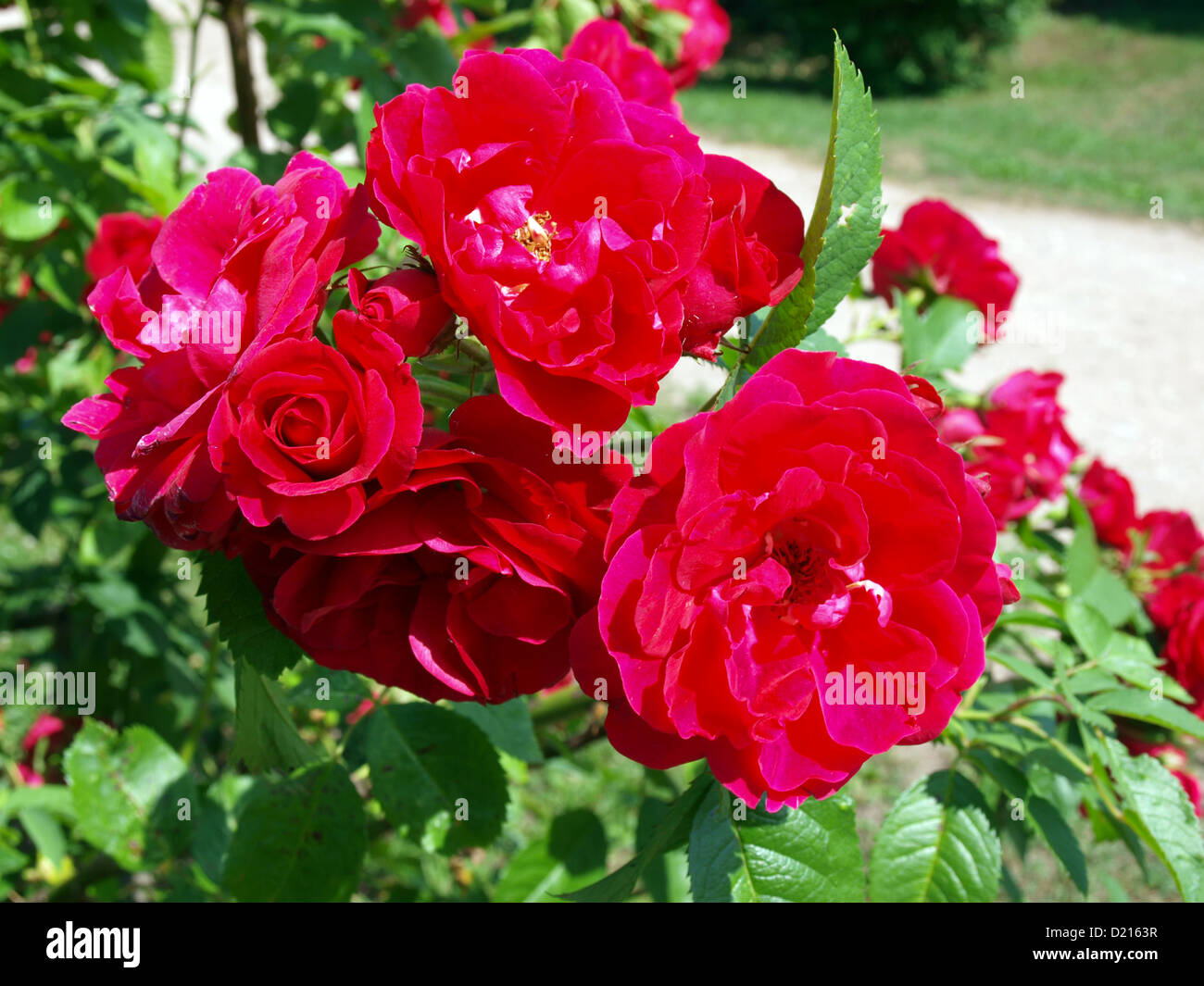 Flowering wild red rose, bunch of big blossoms close up Stock Photo - Alamy