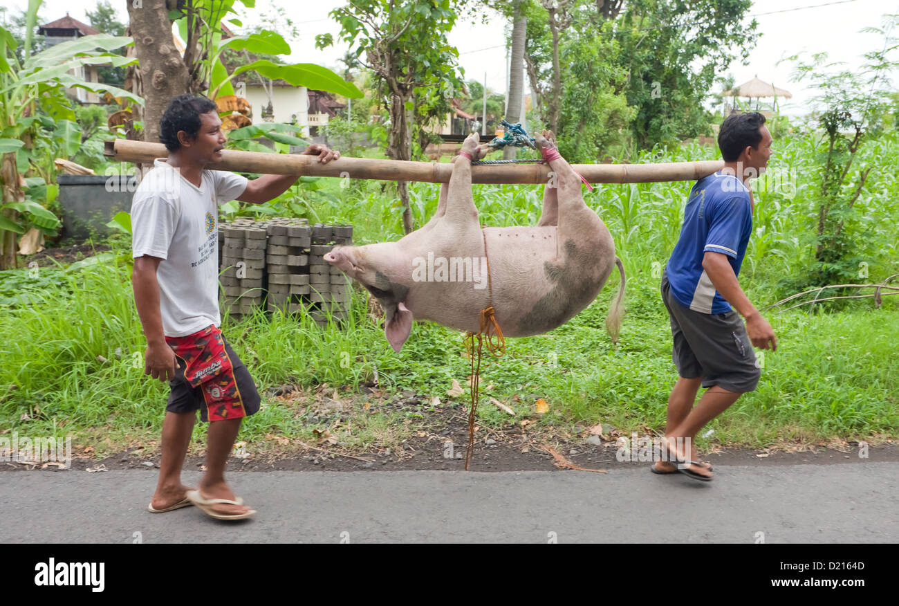 BALI - JANUARY 30. Men carry pig for slaughter for Galungan ceremony on ...