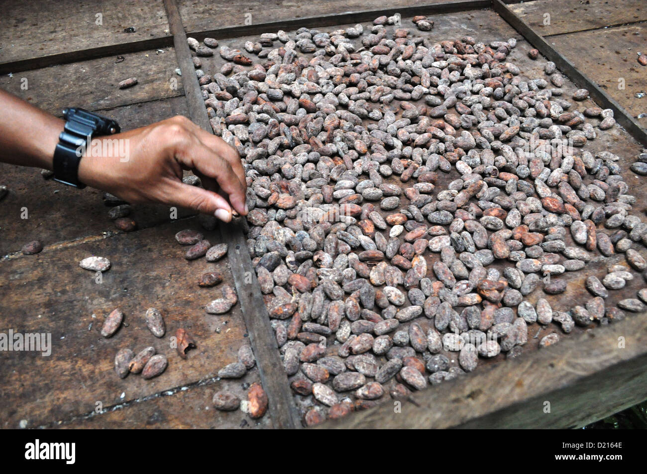 Hacienda Tirimbina, Sarapiquí (Costa Rica): cocoa seeds Stock Photo - Alamy