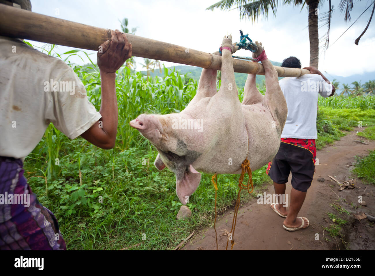 BALI - JANUARY 30. Men carry pig for slaughter for Galungan ceremony on ...