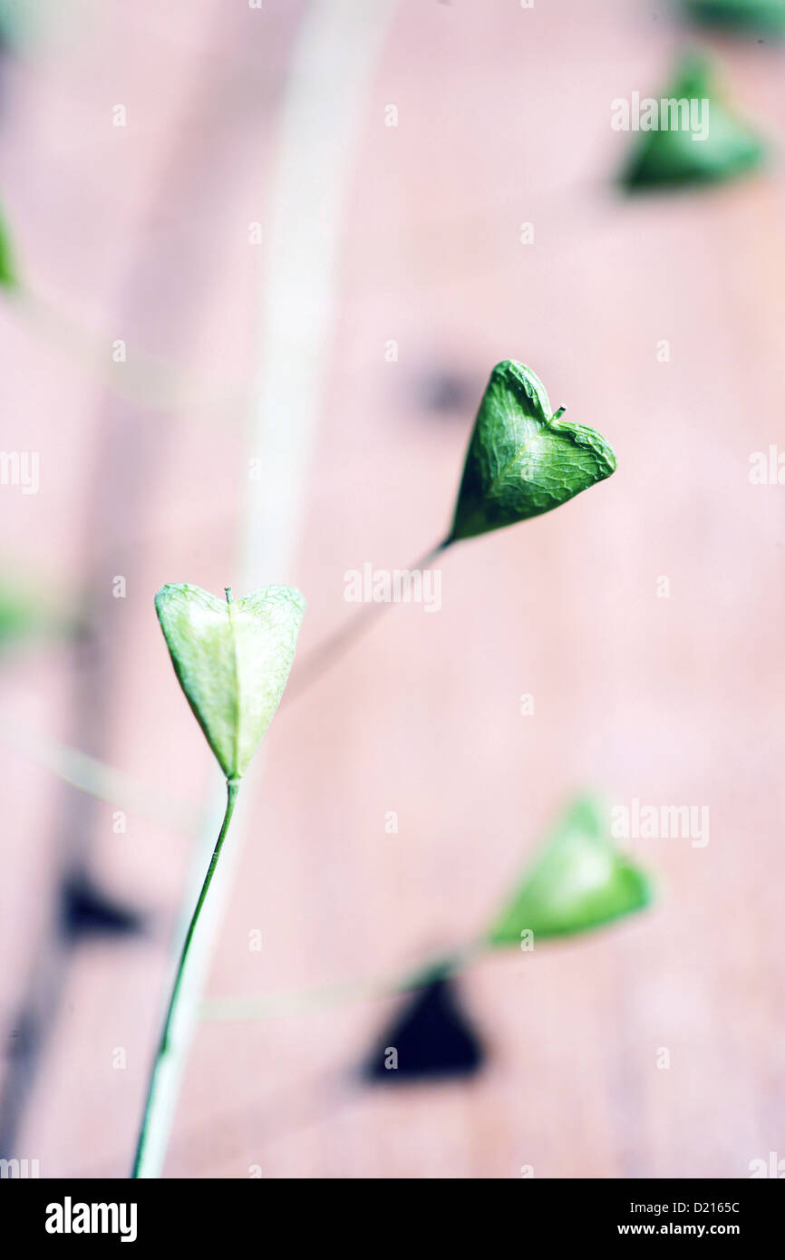 Heart of vienna hi-res stock photography and images - Alamy