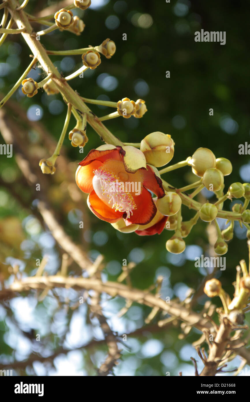 Cannonball Tree Flower Stock Photo - Alamy