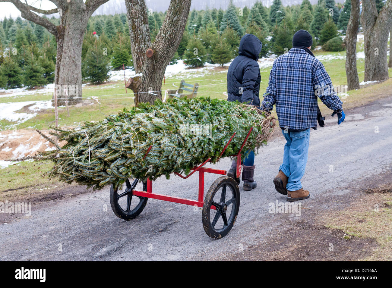 A young man and woman cut down a Christmas Tree on a Christmas Tree ...