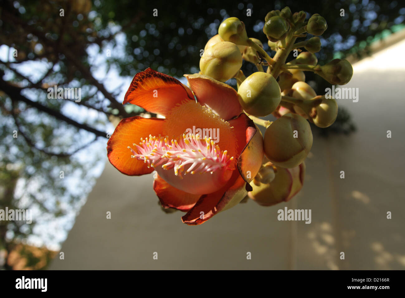 Cannonball tree hi-res stock photography and images - Alamy