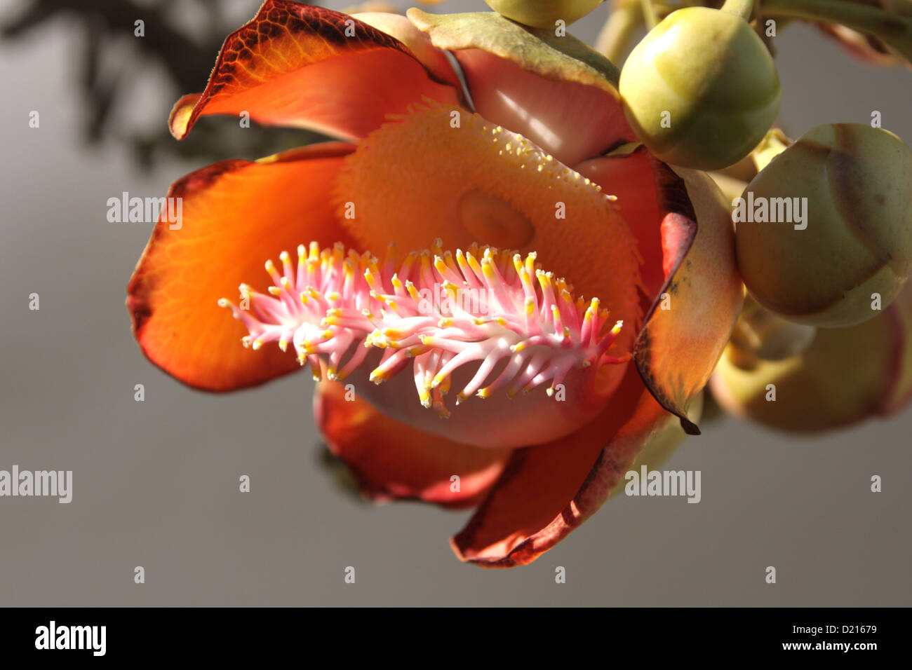 Cannonball Tree Flower Stock Photo - Alamy