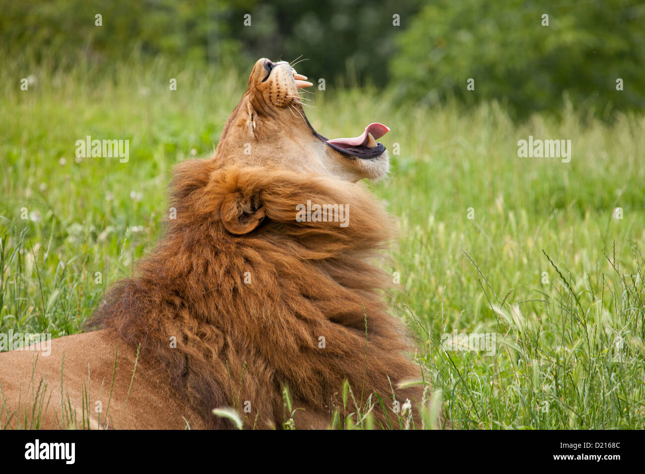Big lion hi-res stock photography and images - Alamy