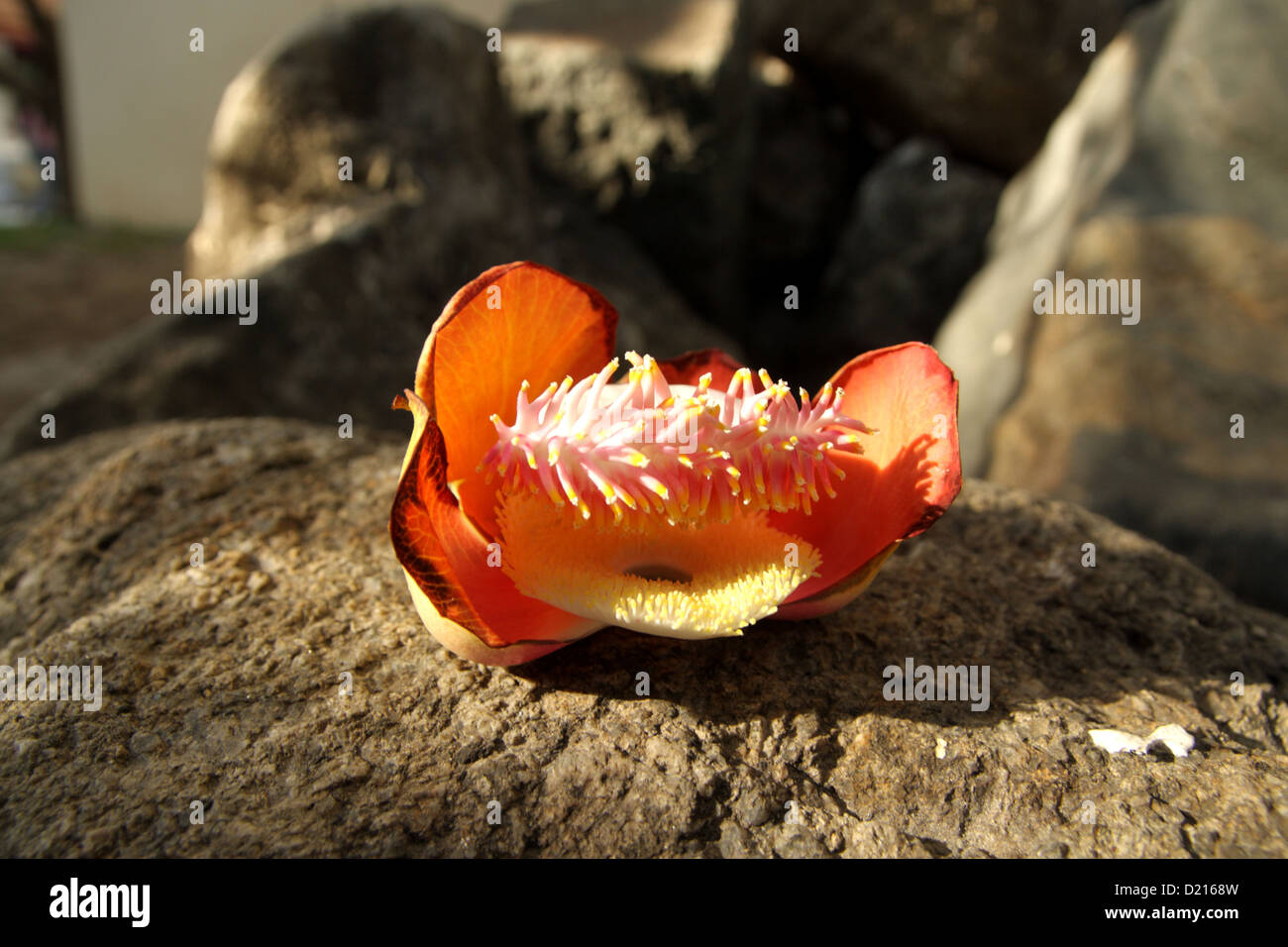Cannonball Tree Flower Stock Photo - Alamy