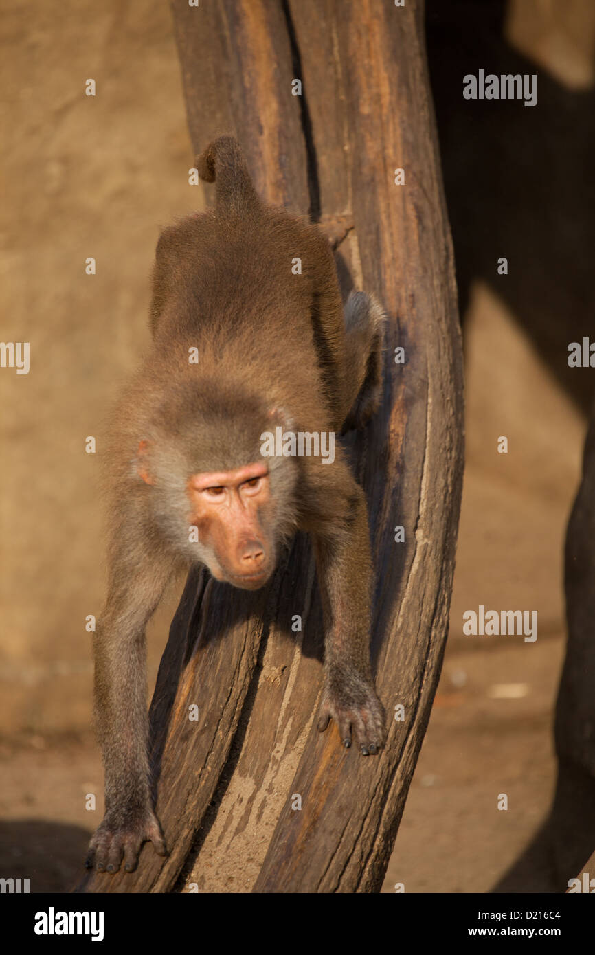 Alpha baboon hi-res stock photography and images - Alamy