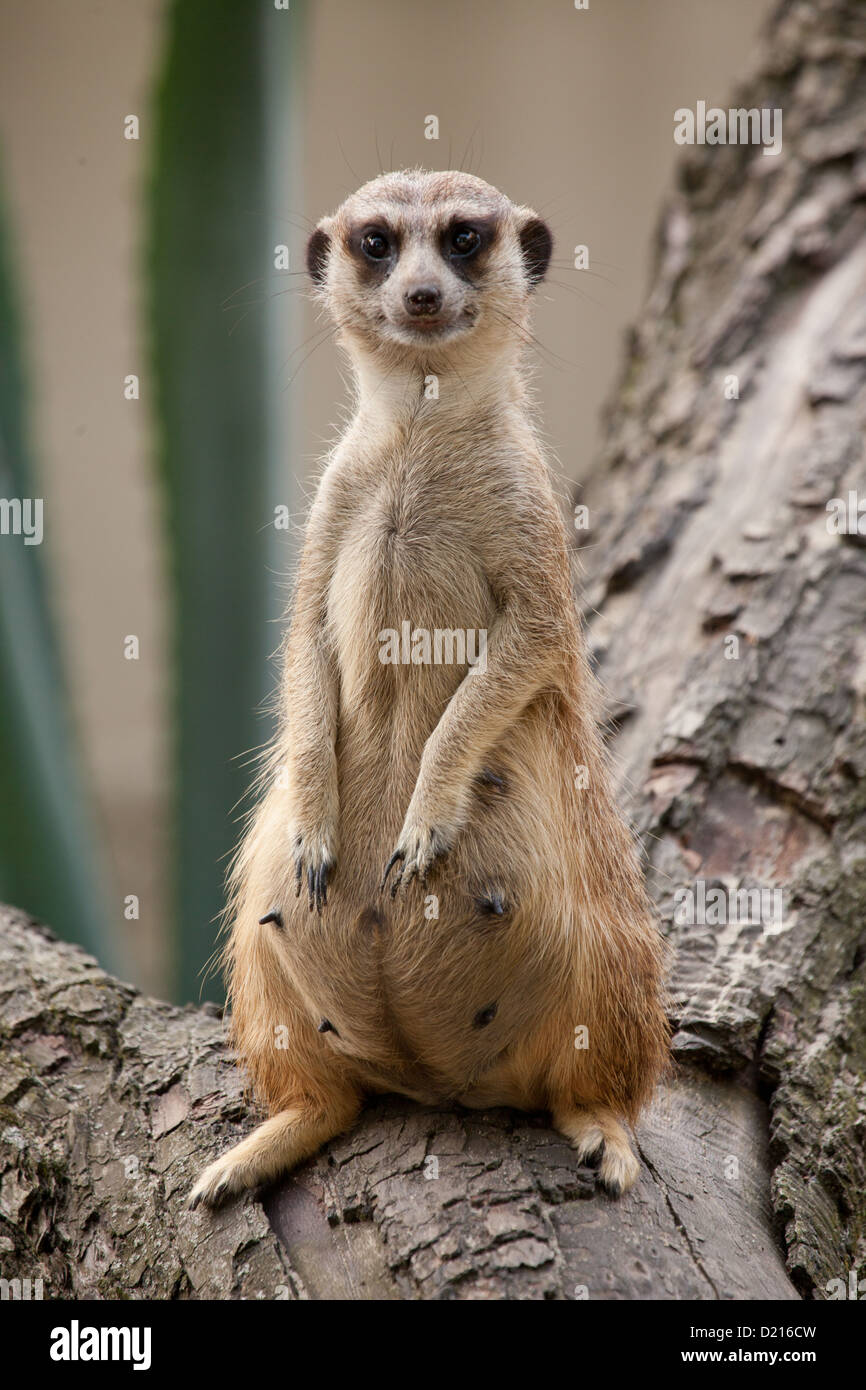 Meerkat funny hi-res stock photography and images - Alamy