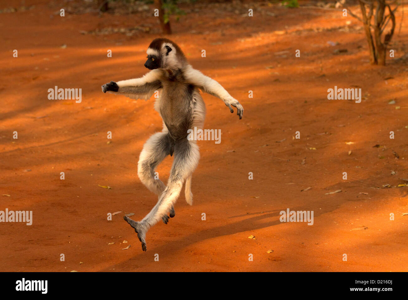 Propithecus hi-res stock photography and images - Alamy
