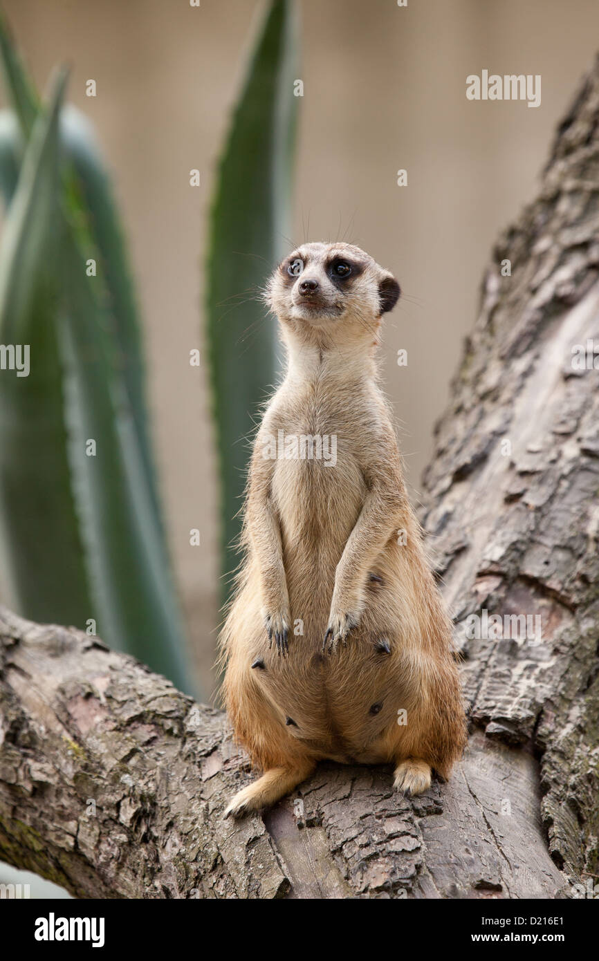 Meerkat funny hi-res stock photography and images - Alamy