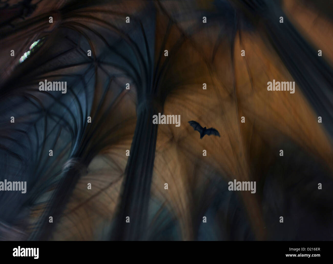 Bat flying animal High Resolution Stock Photography and Images - Alamy