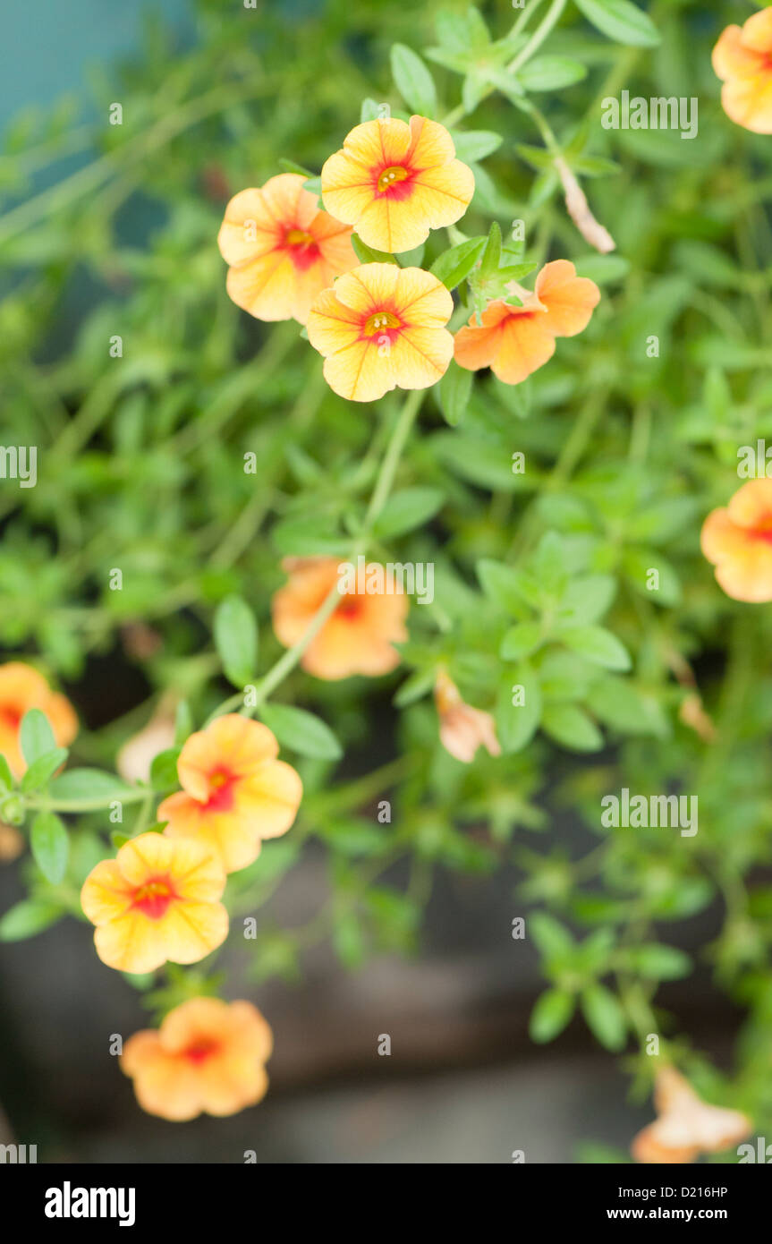 Petunia calibrachoa flower flowers hi-res stock photography and images ...