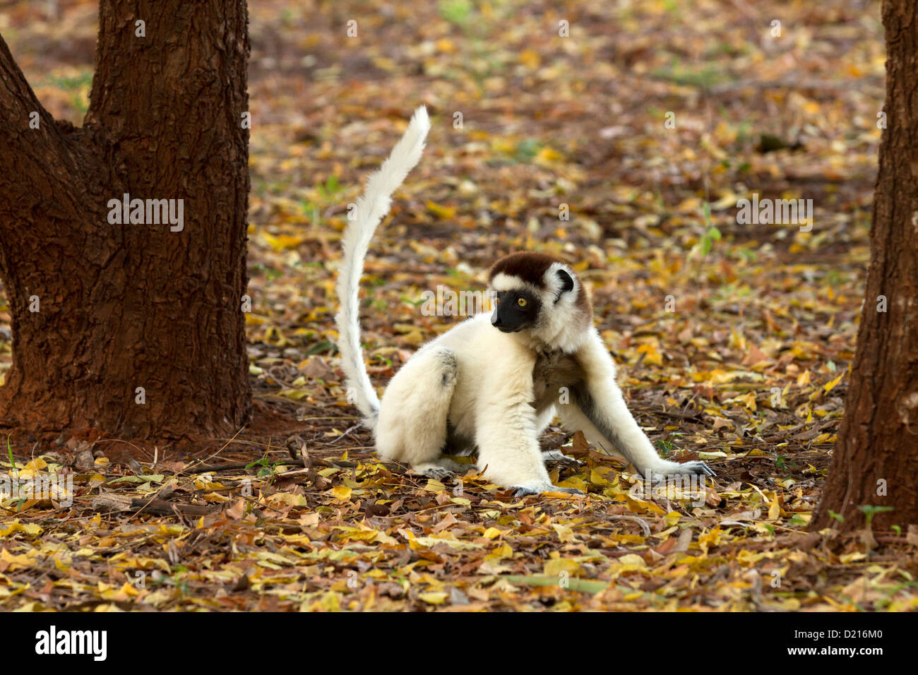 Propithecus hi-res stock photography and images - Alamy