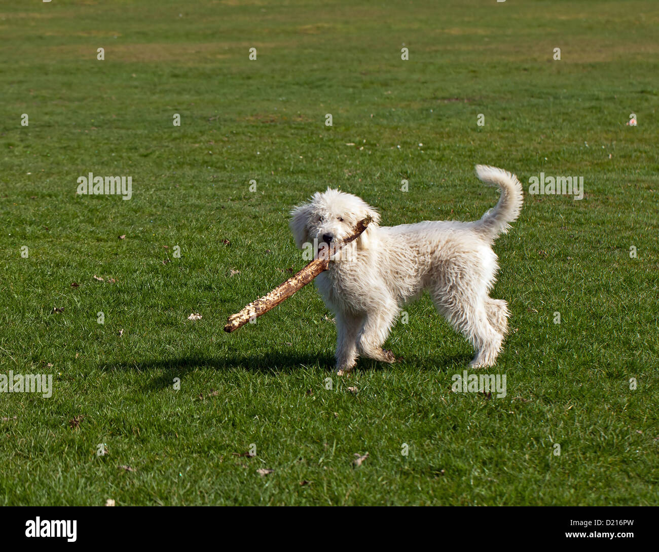 Dog Playing with Stick Stock Photo - Alamy