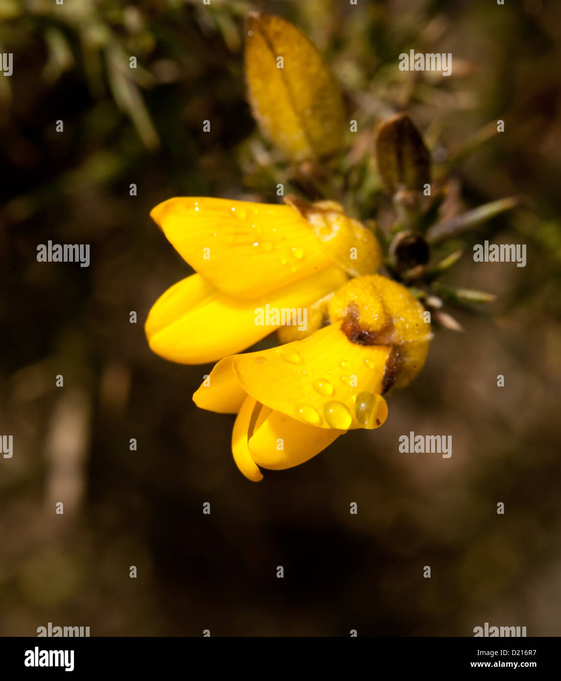 Gorse flower hi-res stock photography and images - Alamy