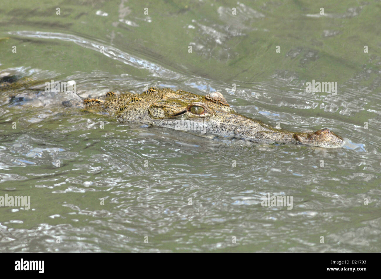 River Tempisque, by Palo Verde National Park, Guanacaste, Costa Rica ...