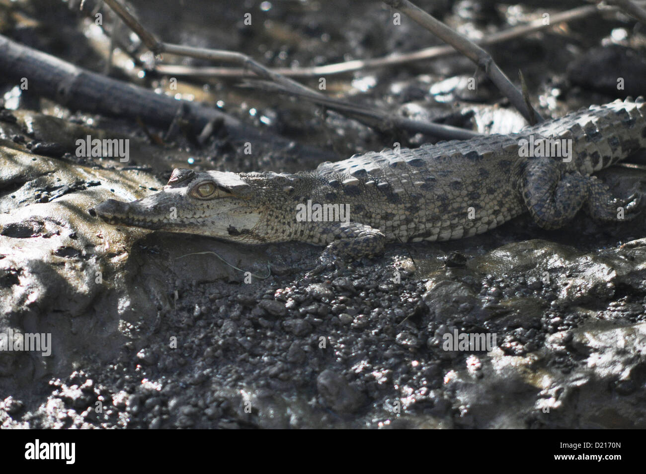 River Tempisque, by Palo Verde National Park, Guanacaste, Costa Rica ...
