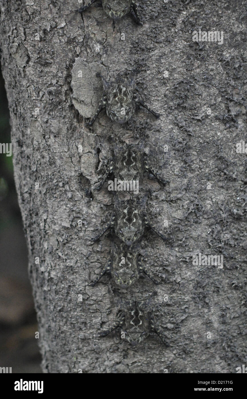 River Tempisque, by Palo Verde National Park, Guanacaste, Costa Rica ...