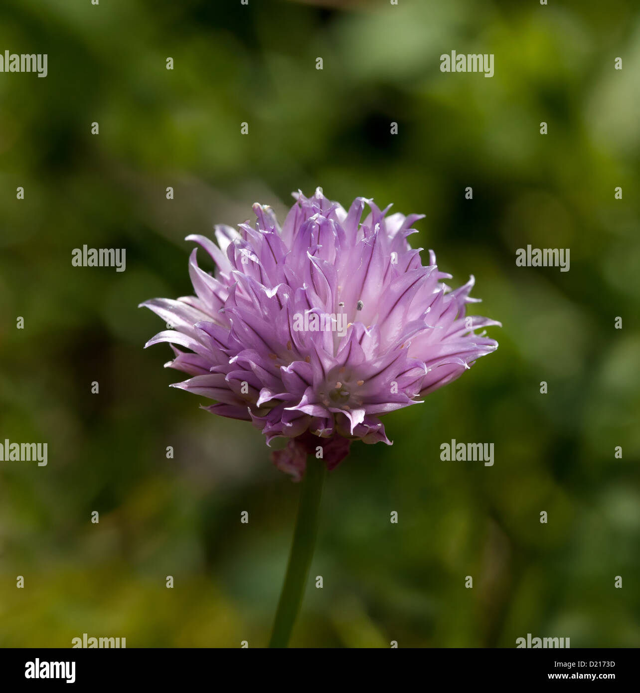 Purple chives flowers hi-res stock photography and images - Alamy
