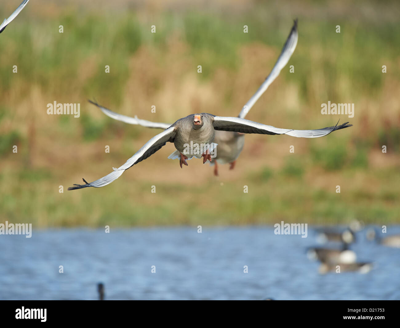 Greylag Goose in flight Stock Photo - Alamy