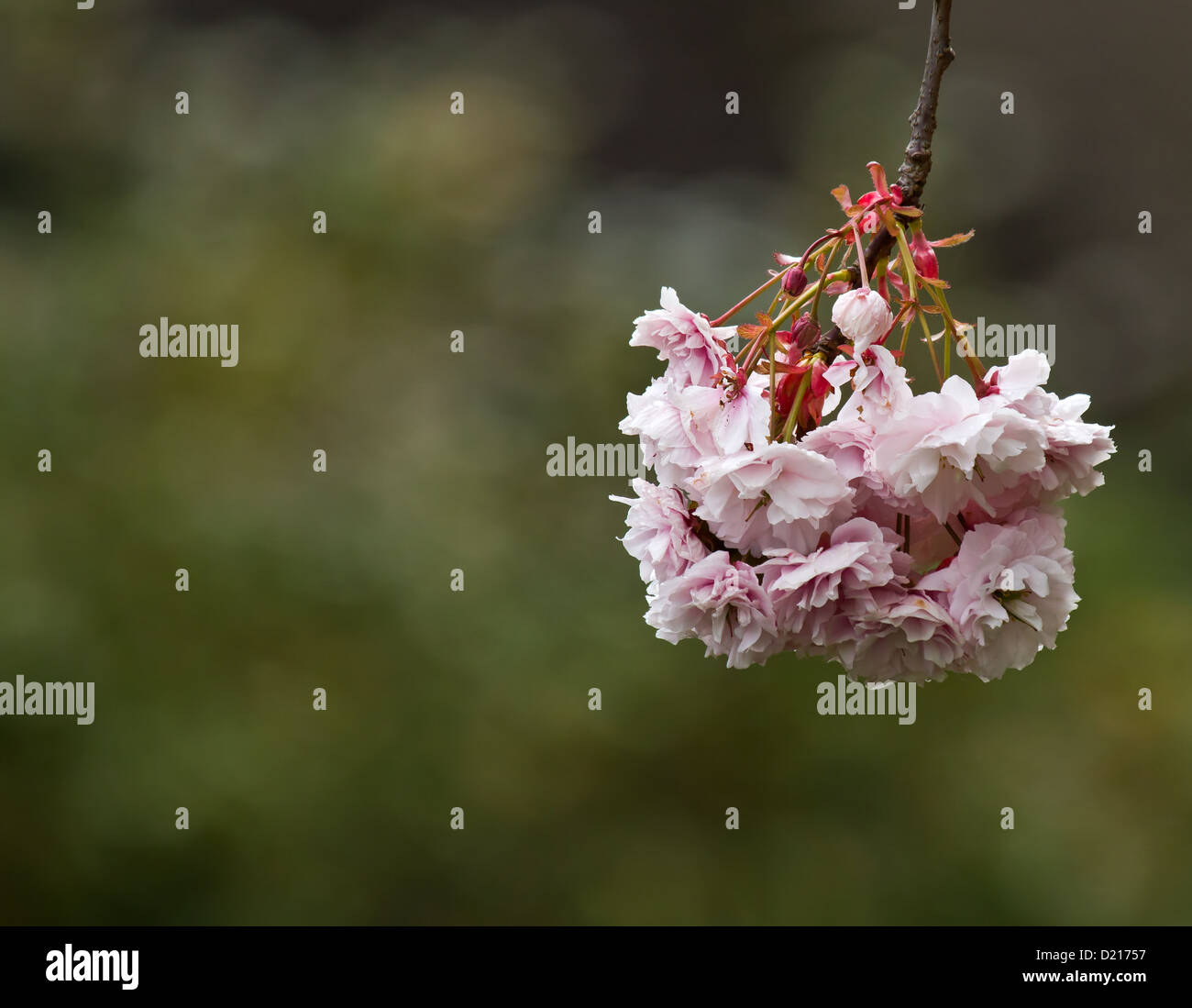 Pink blossom with space for copy or text Stock Photo - Alamy