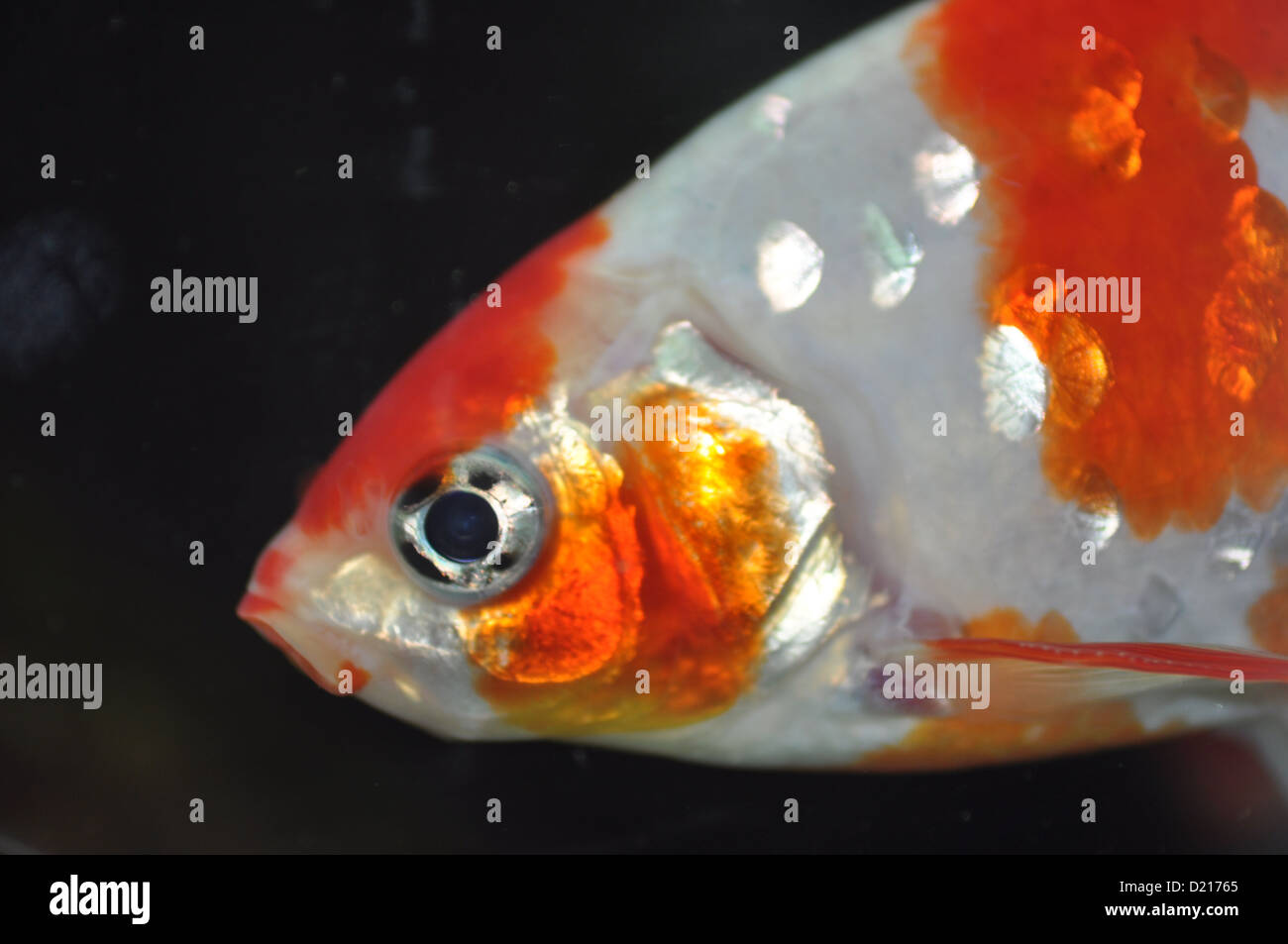 Gold fish hi-res stock photography and images - Alamy