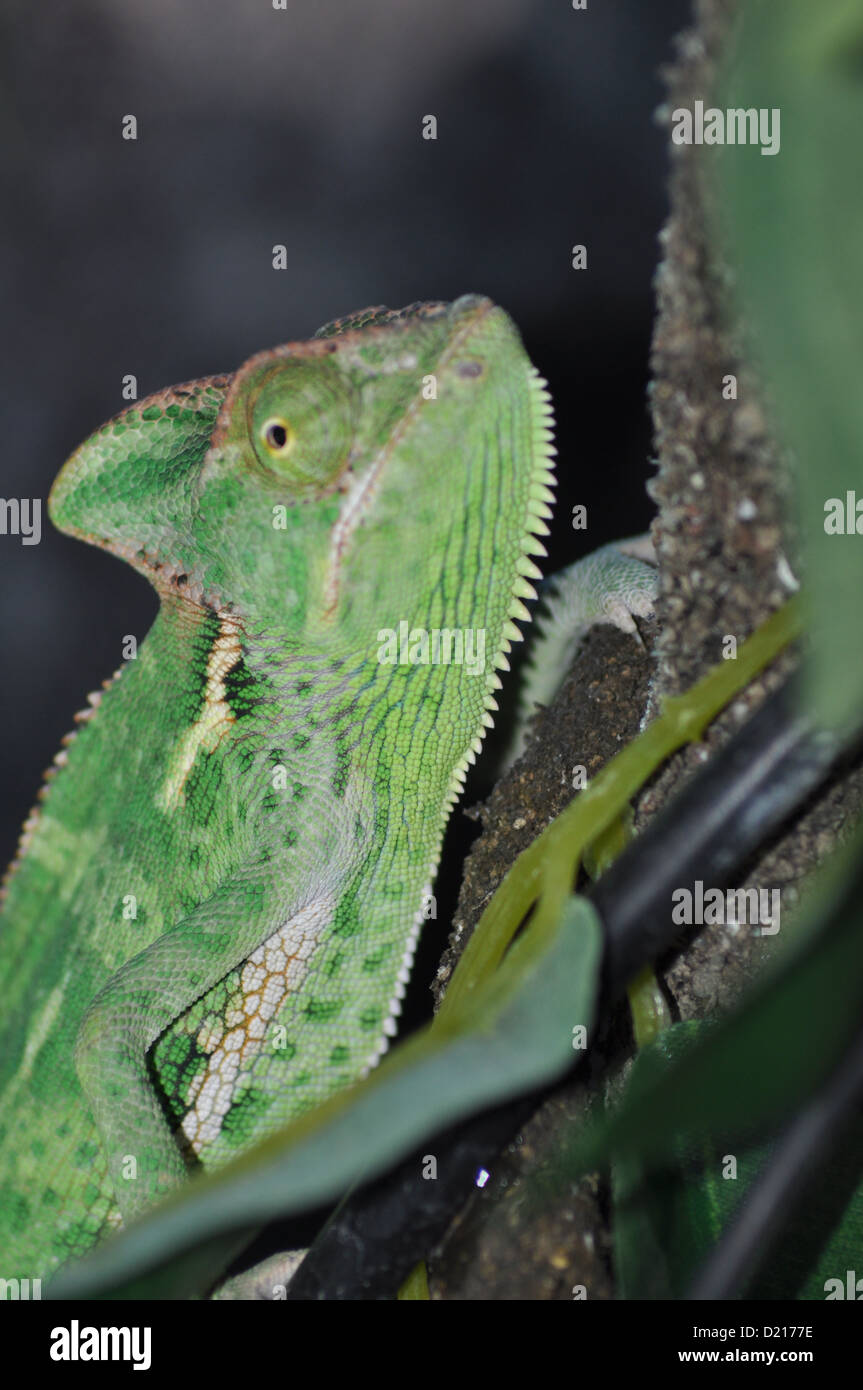 Cameleon hi-res stock photography and images - Alamy