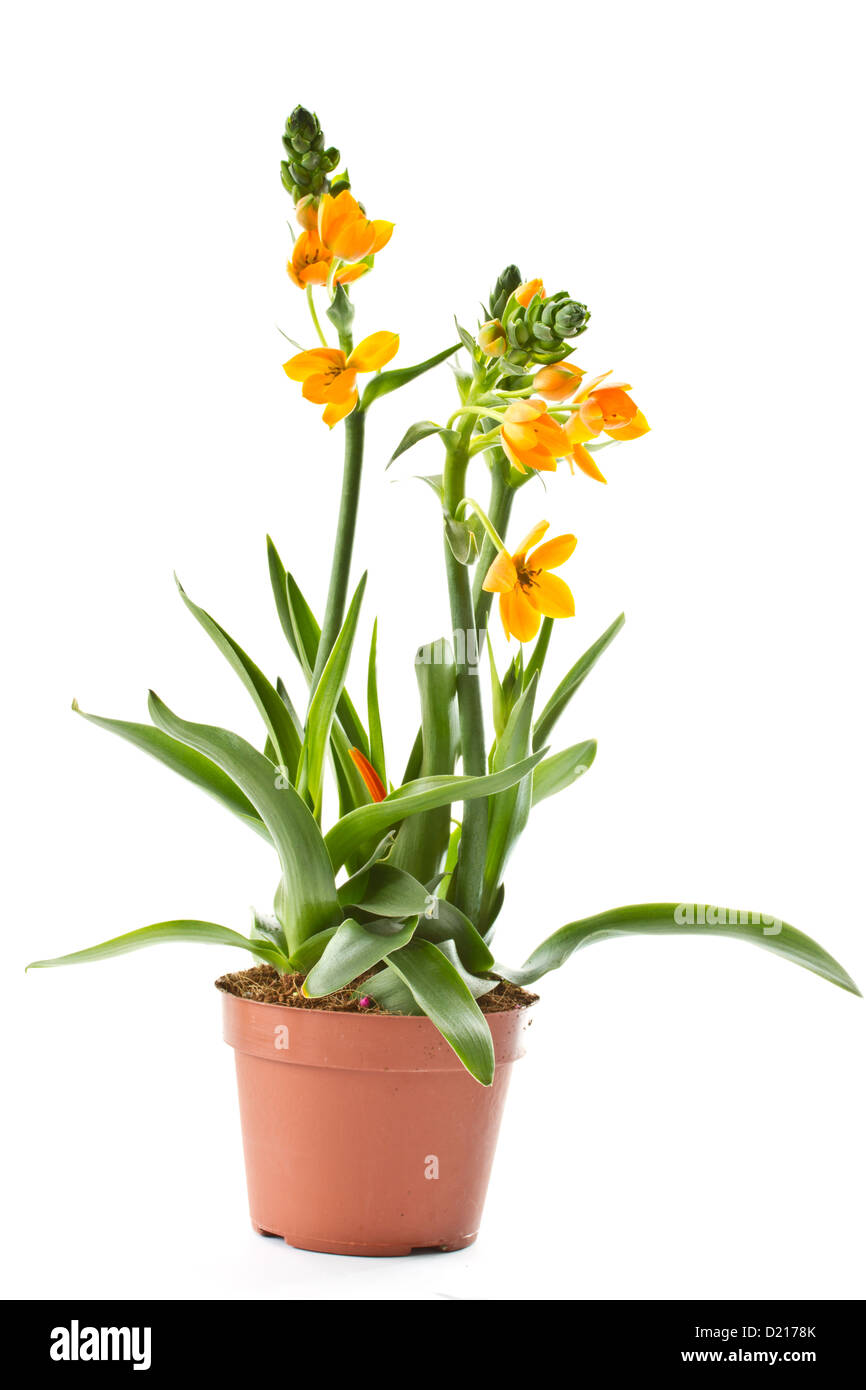 blooming yellow Ornithogalum Dubium on a white background Stock Photo ...